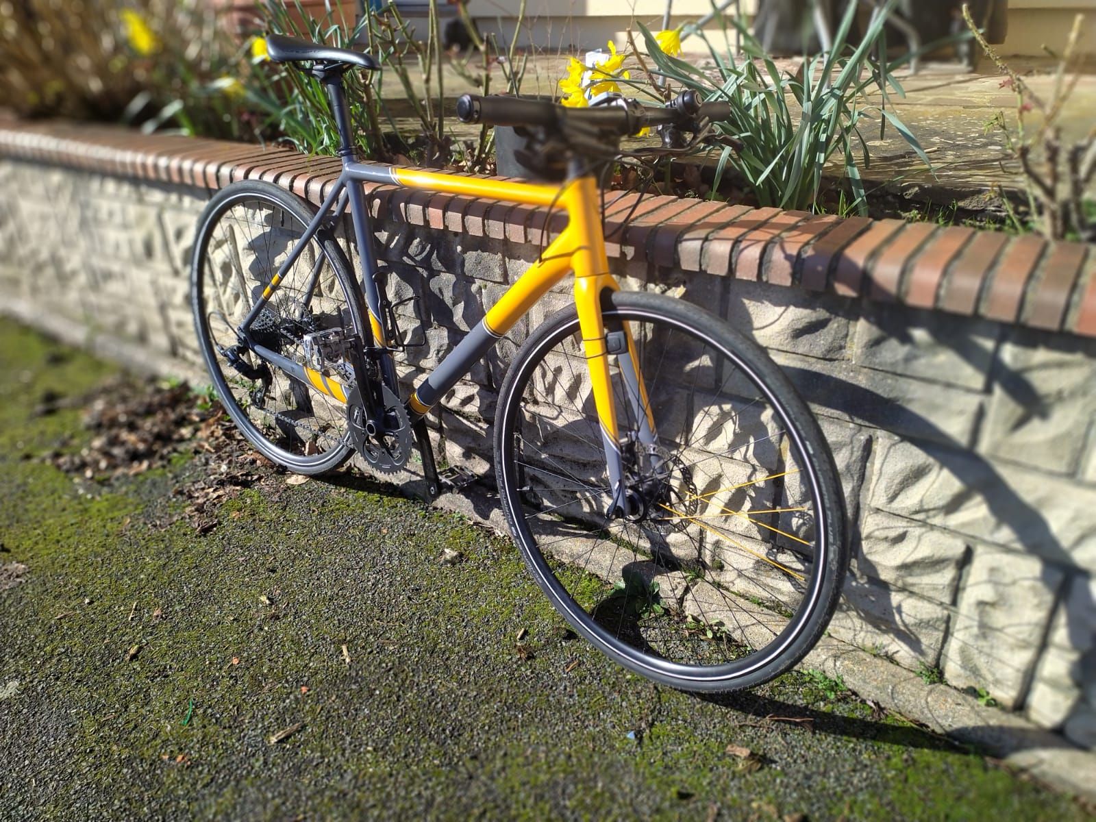 Focus Arriba used in 54 cm | buycycle USA